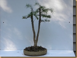 Beginning Bonsai: January 2011